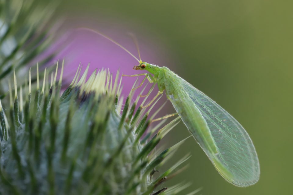 4 Ways to Attract Lacewings to Your Garden (& Why You Need Them)