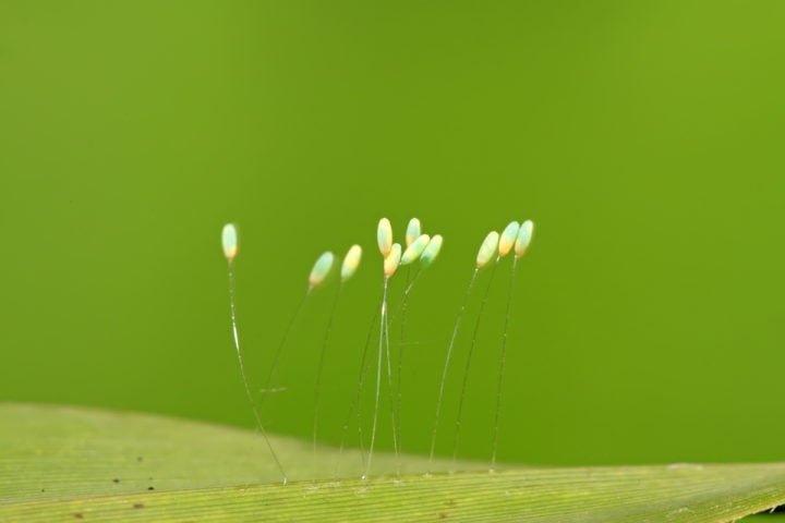 4 Ways to Attract Lacewings to Your Garden (& Why You Need Them)