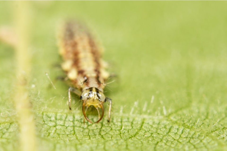 4 Ways to Attract Lacewings to Your Garden (& Why You Need Them)