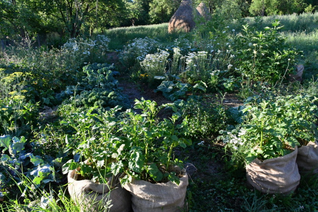 7 Things Everyone With A No-Dig Garden Needs To Know