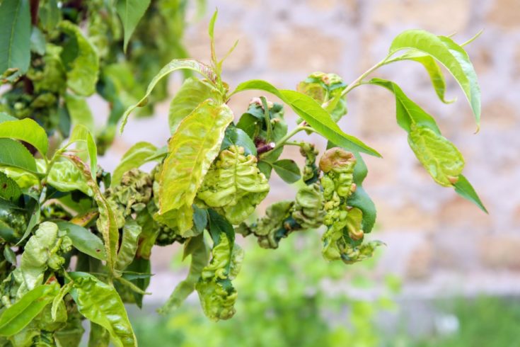 Peach Tree: Planting, Caring & Harvesting Your Own Peaches