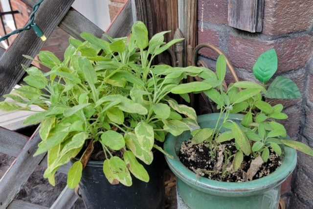 How to Prune Sage for Big, Bushy Plants – A Quick Guide