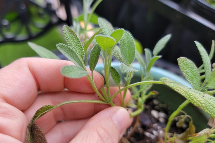 How to Prune Sage for Big, Bushy Plants – A Quick Guide