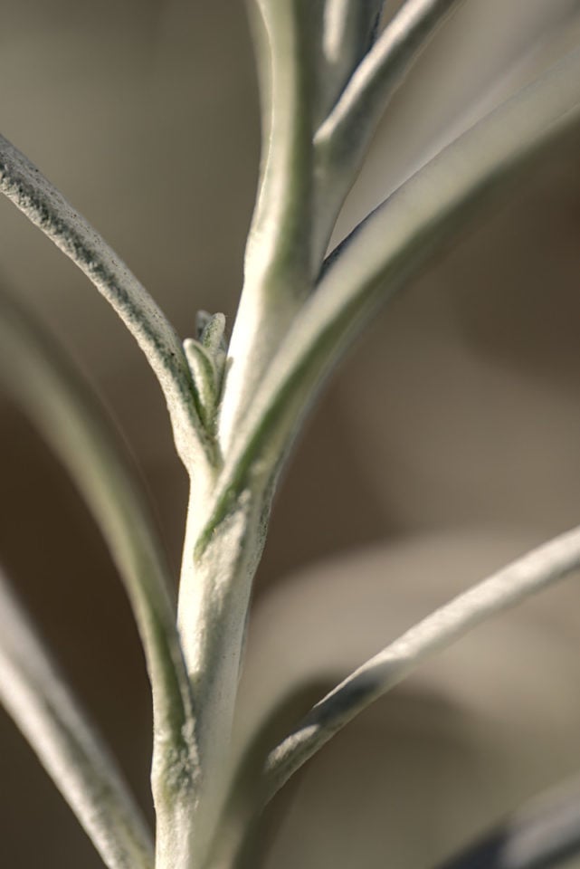 How to Prune Sage for Big, Bushy Plants – A Quick Guide