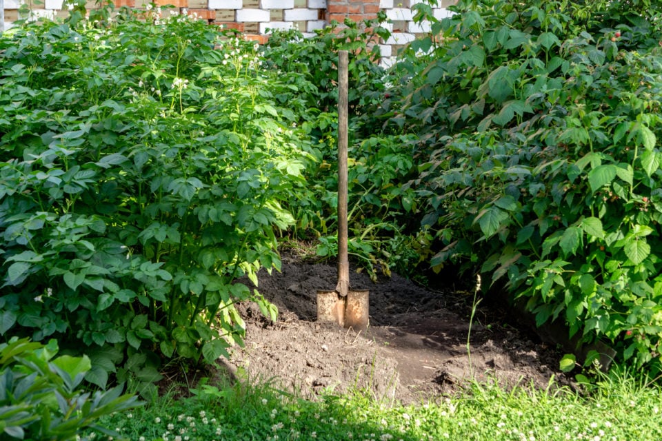 6 Raspberry Companion Plants (& 3 Plants You Should Keep Away