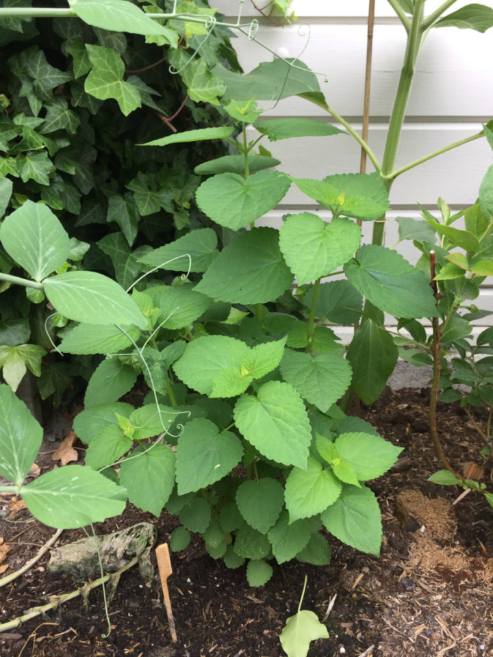 6 Reasons Why You Should Grow Anise Hyssop & How To Care For It