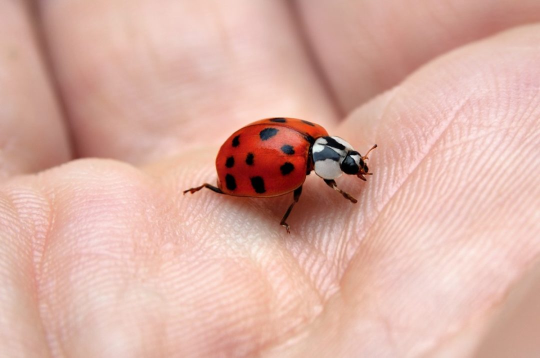 How To Attract Wild Ladybugs To Your Backyard & Why You Need To
