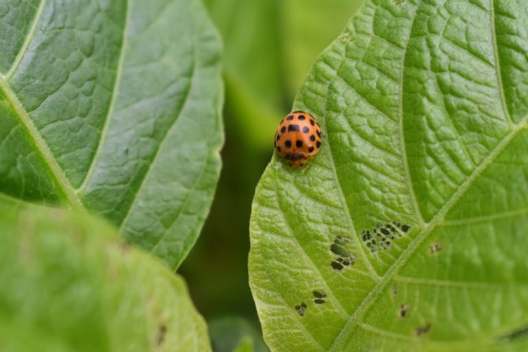 How To Attract Wild Ladybugs To Your Backyard & Why You Need To