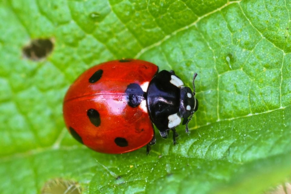 How To Attract Wild Ladybugs To Your Backyard & Why You Need To