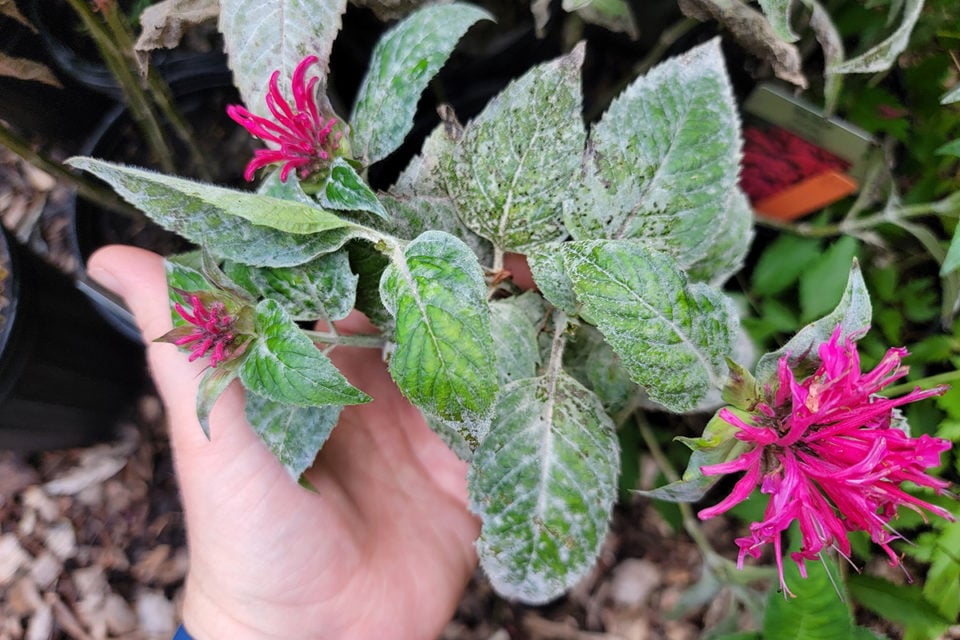 Bee Balm – the Native Flower Everyone Should Have in Their Yard