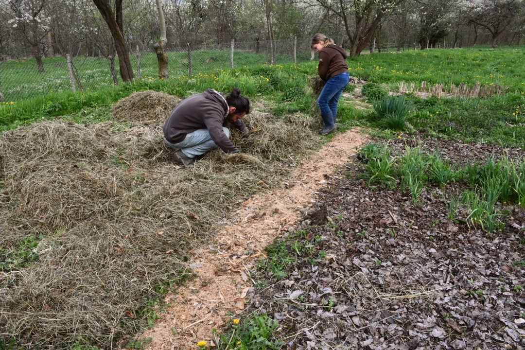 5 Things You Need to Know About Growing Tomatoes in a No-Dig Garden