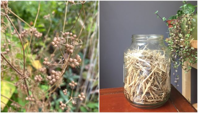 7 Edible Seeds You Can Grow in Your Backyard
