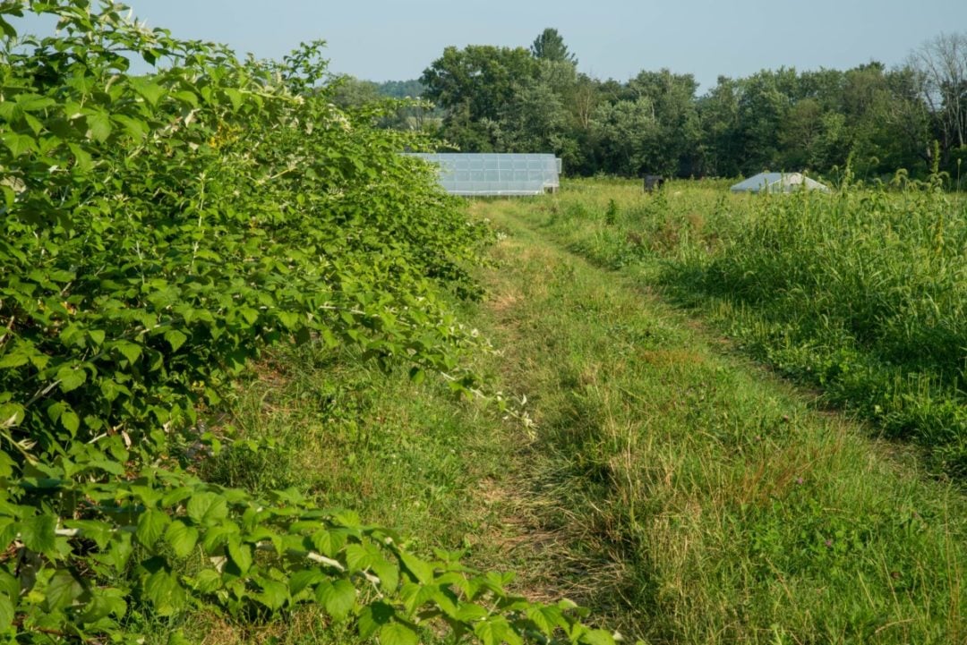 10 Reasons You Aren't Getting Much Fruit From Your Raspberries