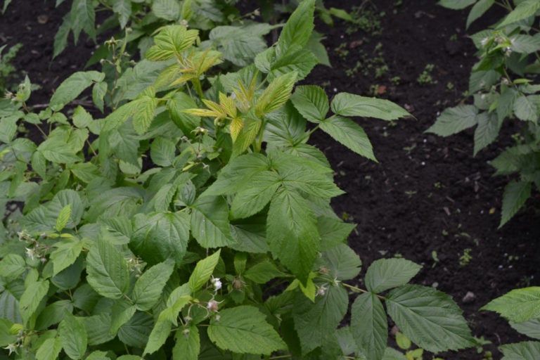 10 Reasons You Aren't Getting Much Fruit From Your Raspberries