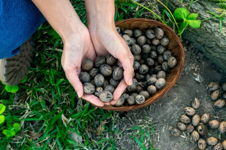 25 Nut Trees To Grow In Your Garden