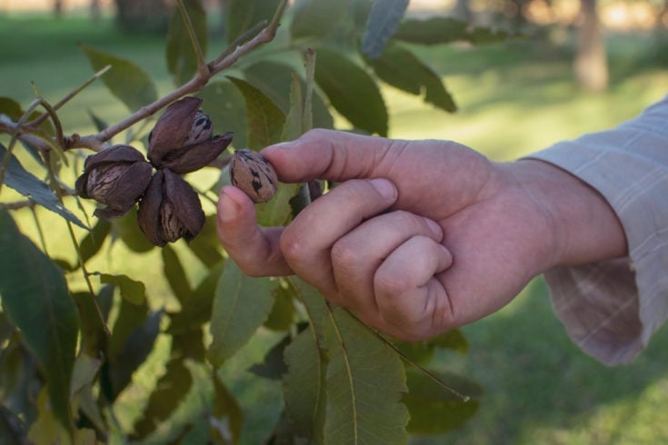 25 Nut Trees To Grow In Your Garden