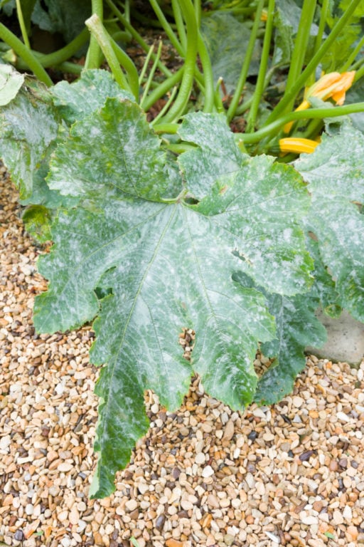 How to ACTUALLY Grow Zucchini - Huge Harvests & No Powdery Mildew