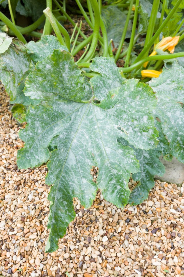 How to ACTUALLY Grow Zucchini - Huge Harvests & No Powdery Mildew