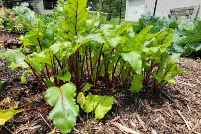 Planting Beets In Fall