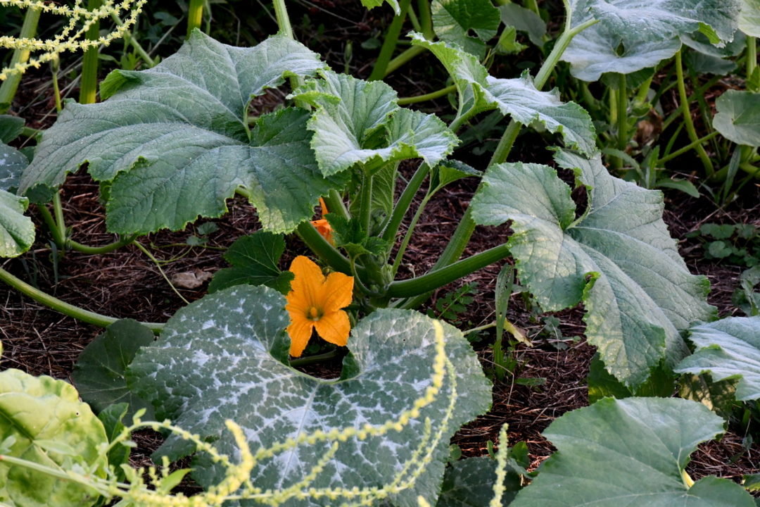 20 Vegetables We Grow In Our No Dig Garden