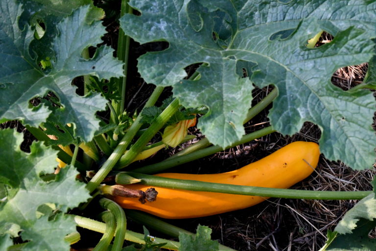 20 Vegetables We Grow In Our No Dig Garden