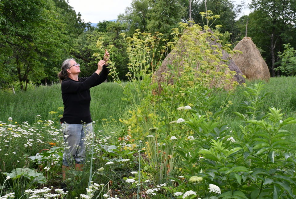 20 Vegetables We Grow In Our No Dig Garden