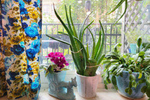 7 Fascinating Things Everyone With An Aloe Plant Needs To Know
