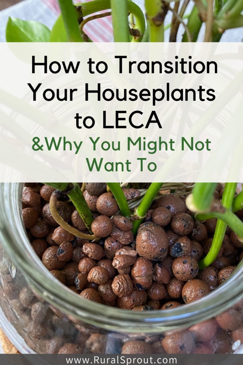 How To Grow Houseplants In LECA (& Why You Might Not Want To)