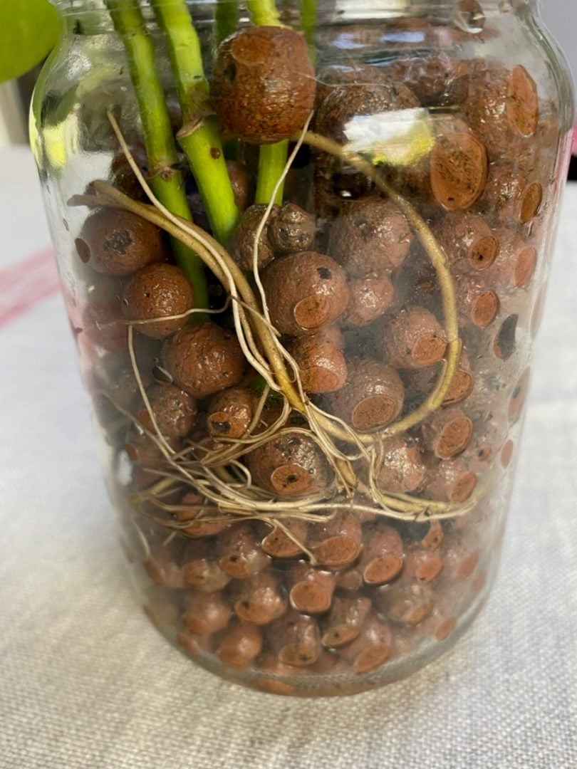 How To Grow Houseplants In LECA (& Why You Might Not Want To)