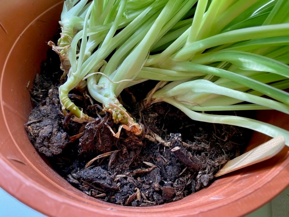 Why You Should Aerate Your Houseplant Soil (& How to Do It Properly)
