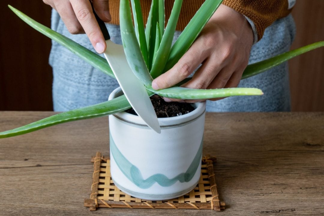 7 Fascinating Things Everyone With An Aloe Plant Needs To Know
