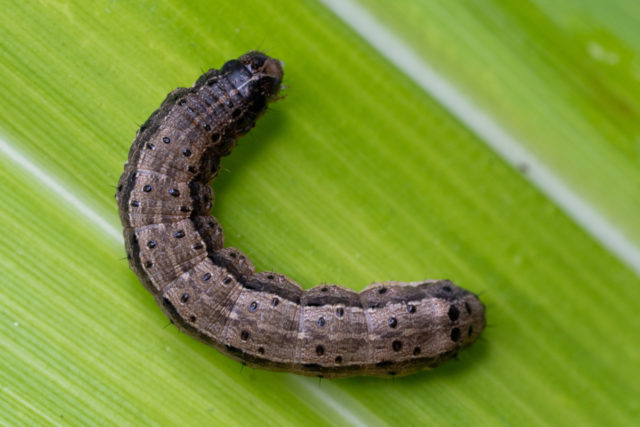 How to Deal with a Fall Armyworm Infestation Naturally