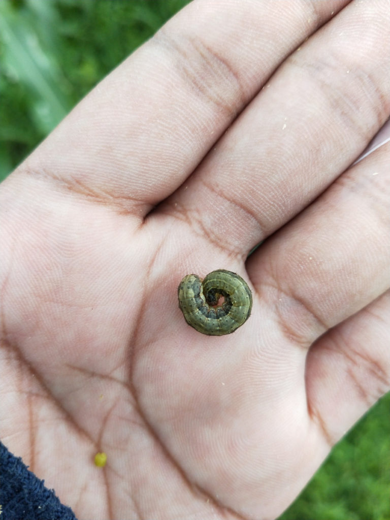 How to Deal with a Fall Armyworm Infestation Naturally