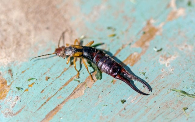 How to Stop Earwigs From Invading Your Home & Garden