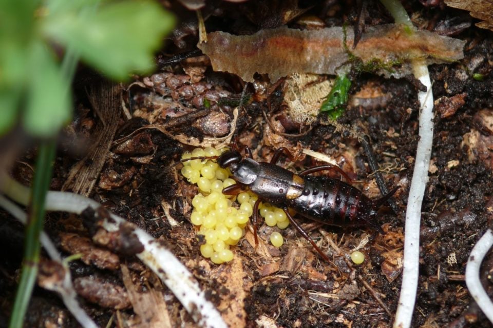 How to Stop Earwigs From Invading Your Home & Garden