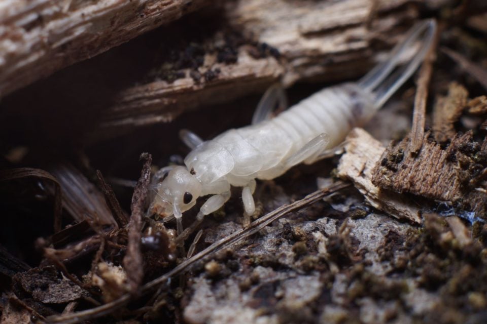 How to Stop Earwigs From Invading Your Home & Garden