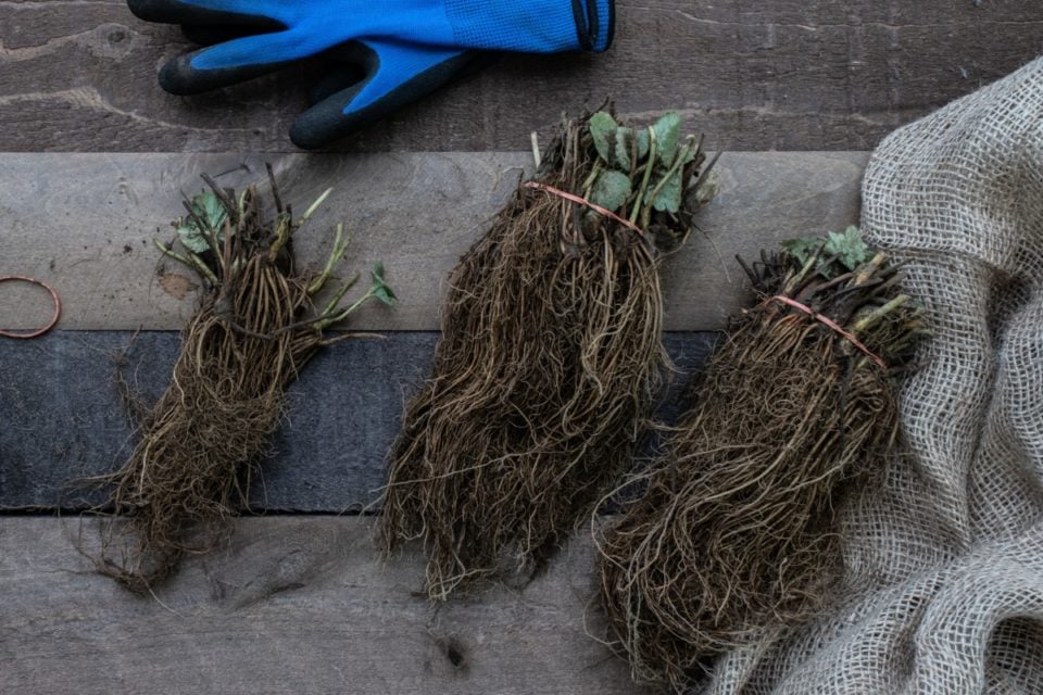 3 Essential Fall Strawberry Plant Jobs (+ One Thing You Shouldn’t Do in ...