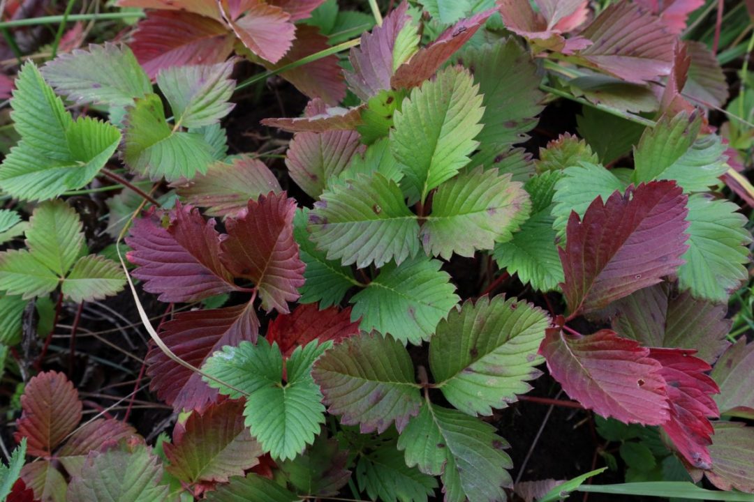 3 Essential Fall Strawberry Plant Jobs (+ One Thing You Shouldn’t Do in ...