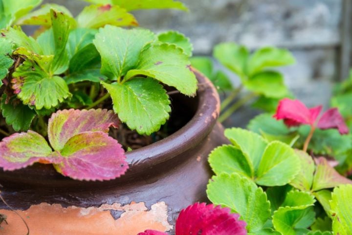 3 Essential Fall Strawberry Plant Jobs (+ One Thing You Shouldn’t Do in ...