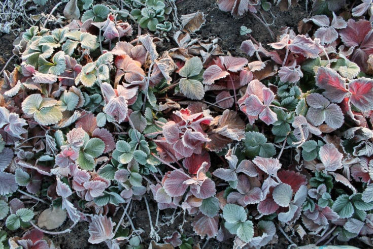 3 Essential Fall Strawberry Plant Jobs (+ One Thing You Shouldn’t Do in ...