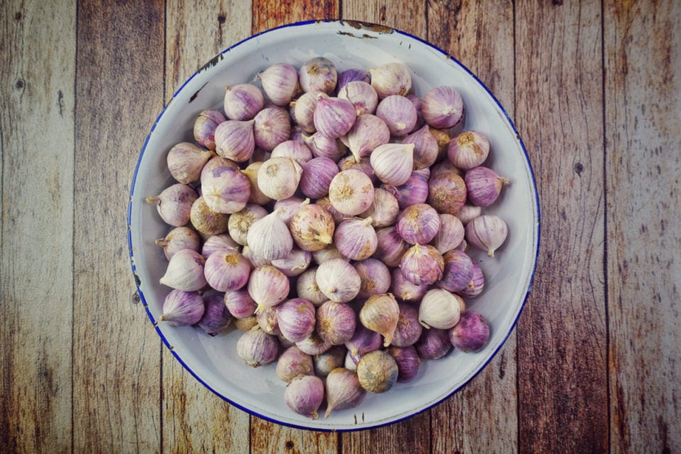 How To Grow Pearl Onions aka Baby, Mini, Cocktail or Button Onions