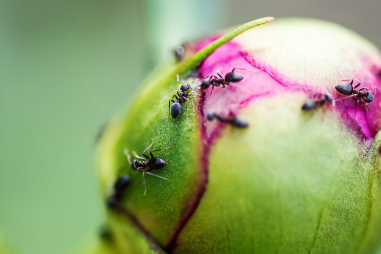 8 Surprising Plants That Can Seriously Irritate Your Skin