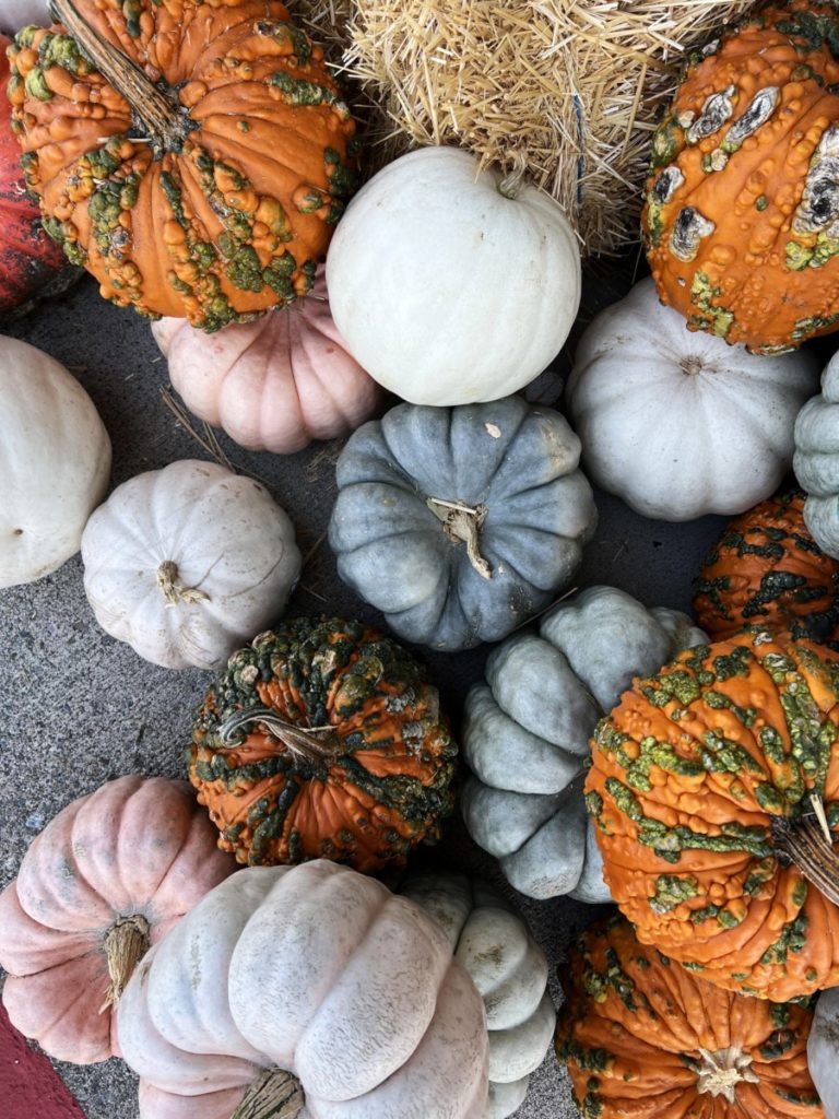 8 Signs Your Pumpkins Are Ready to be Picked (Hint – there’s one that ...