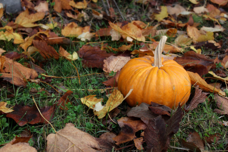 8 Signs Your Pumpkins Are Ready to be Picked (Hint – there’s one that ...