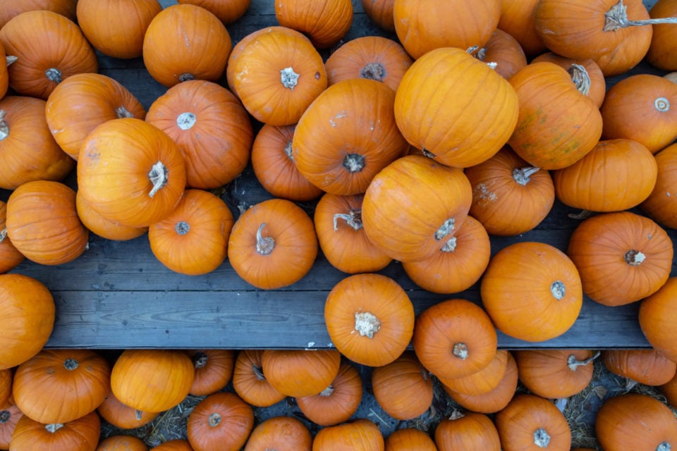 8 Signs Your Pumpkins Are Ready to be Picked (Hint – there’s one that ...