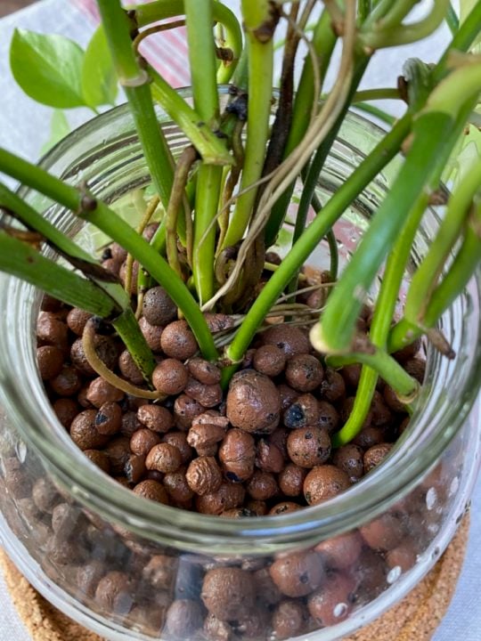 How To Grow Houseplants In LECA (& Why You Might Not Want To)