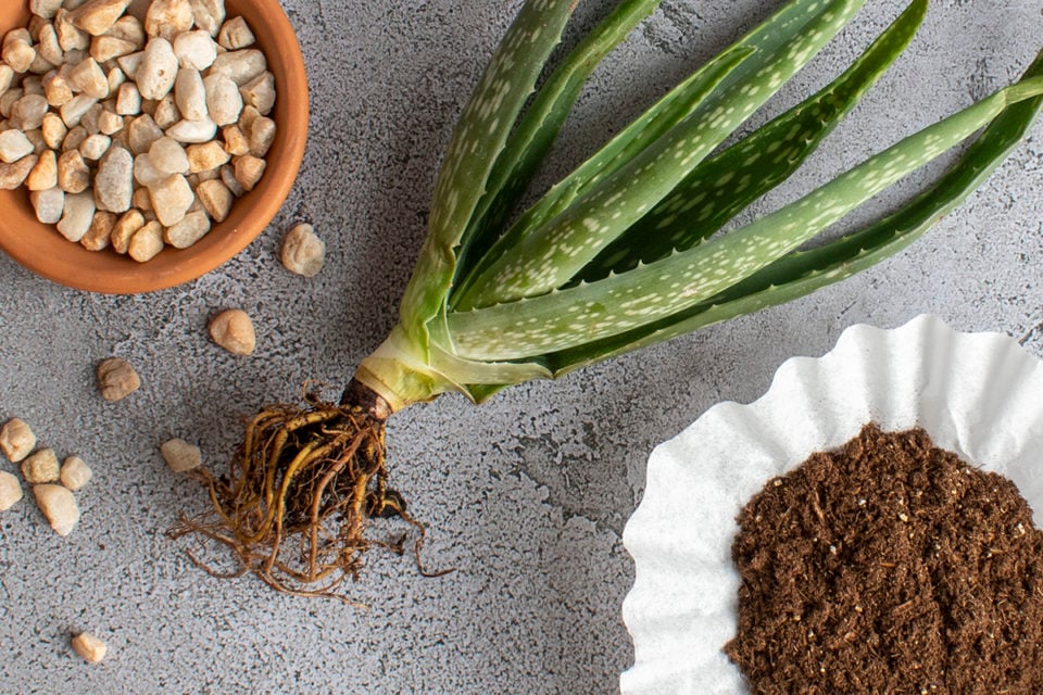 How to Grow Aloe As An Air Plant