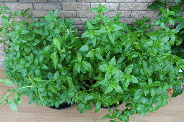 From Supermarket Seedling To A 6ft Basil Bush - A Basil Growing Genius ...