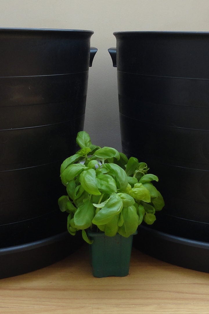 From Supermarket Seedling To A 6ft Basil Bush - A Basil Growing Genius ...