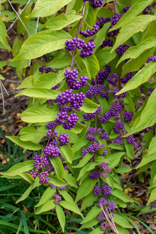 8 Reasons to Grow Beautyberry In Your Backyard